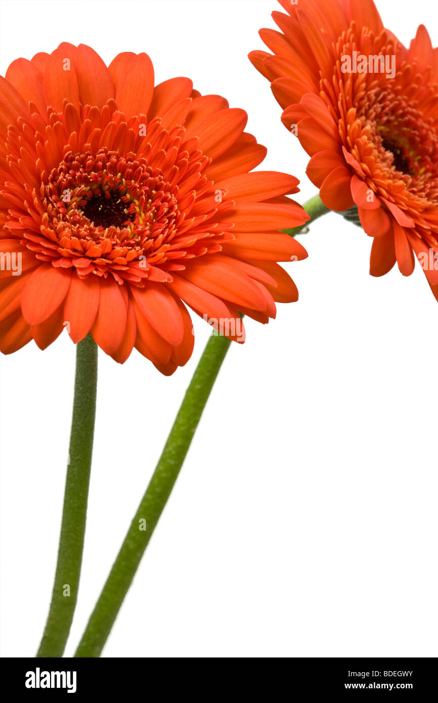 Red Gerbera Flowers Stock Photo - Alamy