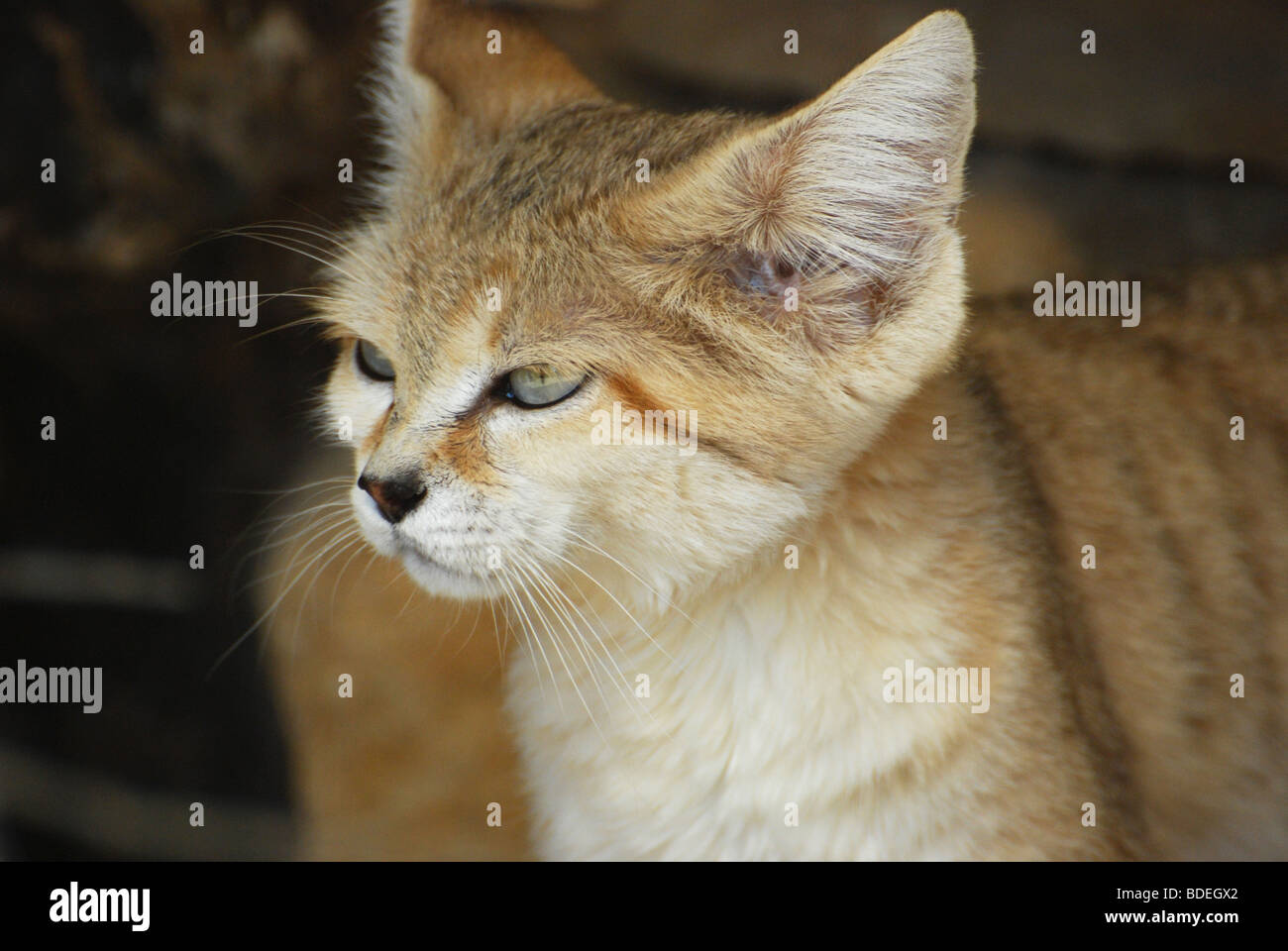 Male Arabian sand cat Stock Photo - Alamy