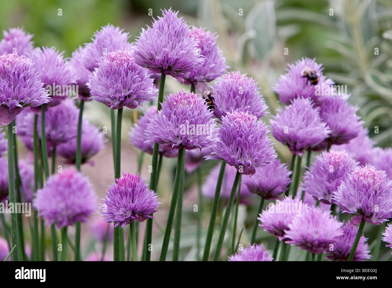 Alium hi-res stock photography and images - Alamy