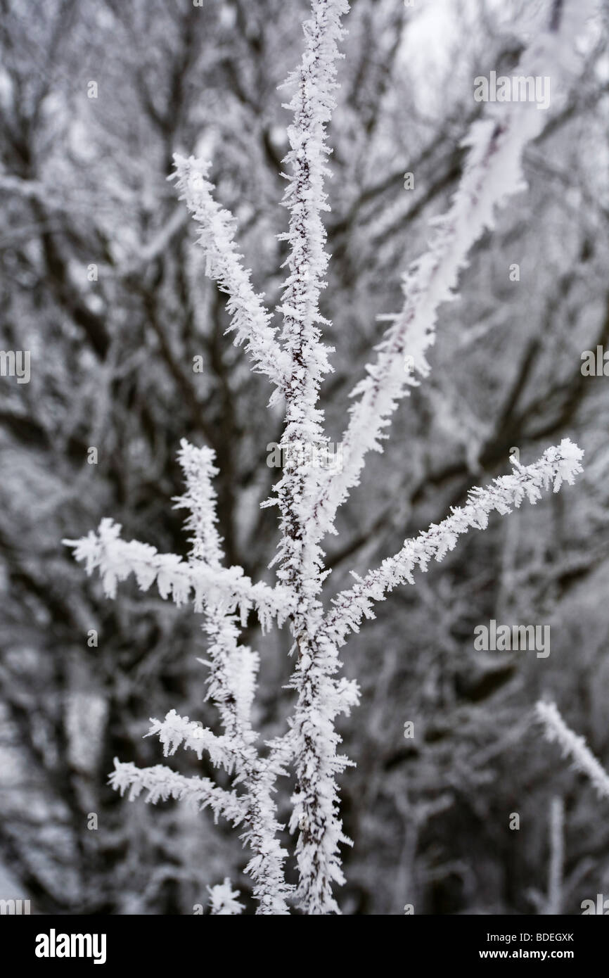 Winter scene, first snow with frost covering trees Stock Photo - Alamy