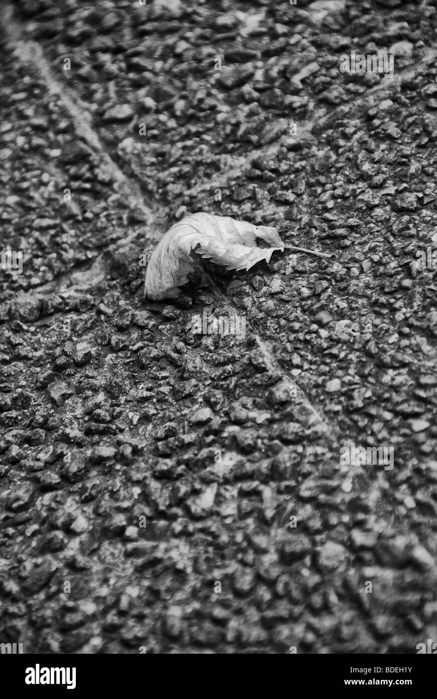 Concrete leaf Black and White Stock Photos & Images - Alamy