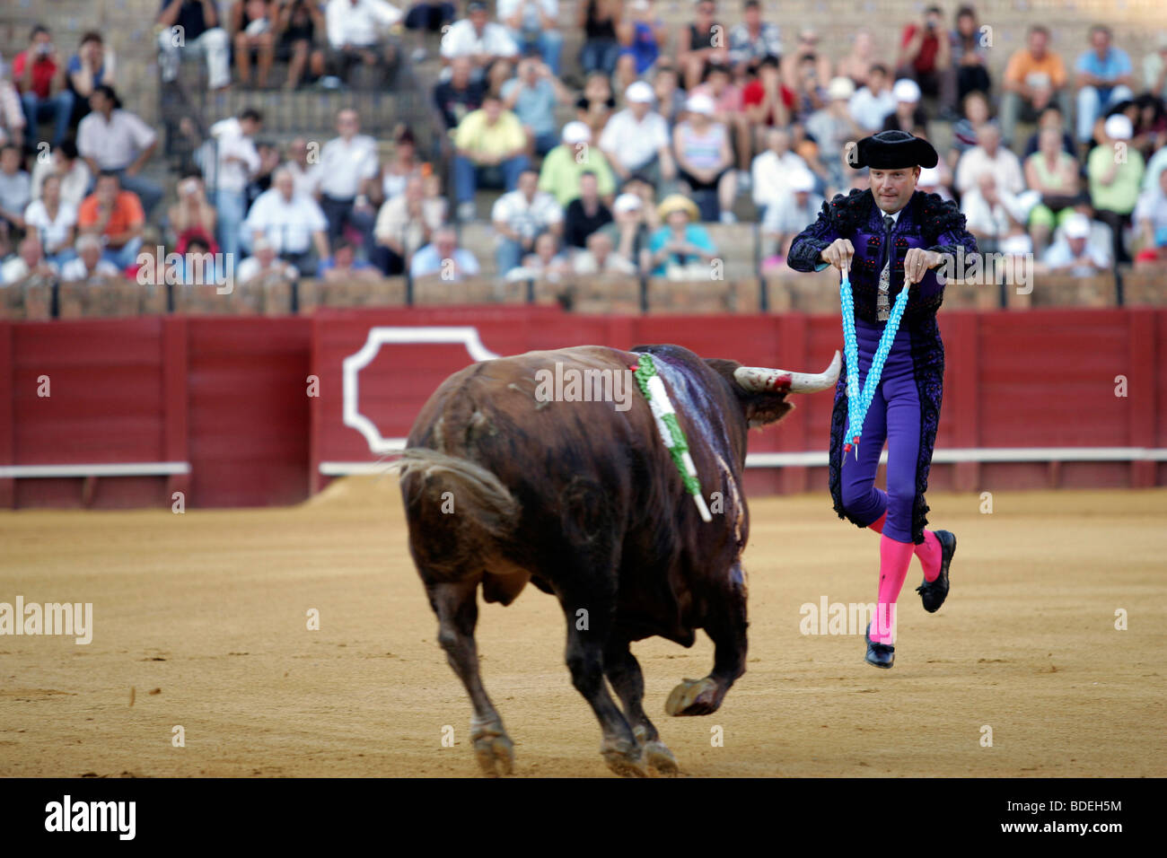 Fighting Bull Banderillas High Resolution Stock Photography and Images ...