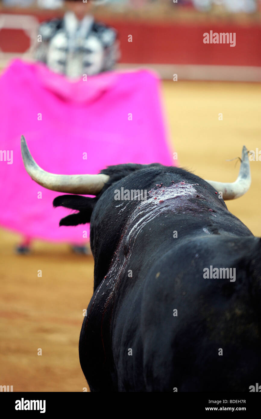 After Bullfight High Resolution Stock Photography and Images - Alamy