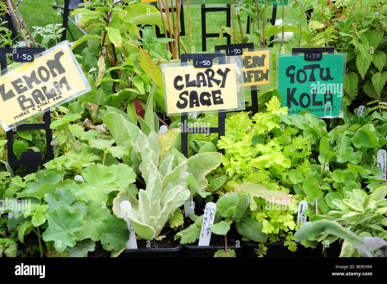 Herbs for sale at stall hi-res stock photography and images - Alamy