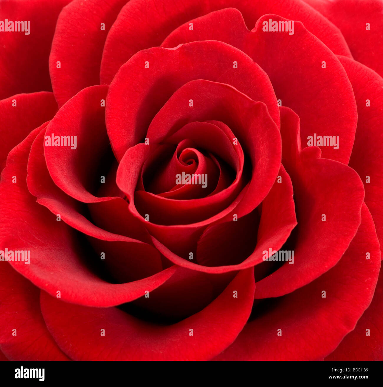 Red rose hi-res stock photography and images - Alamy