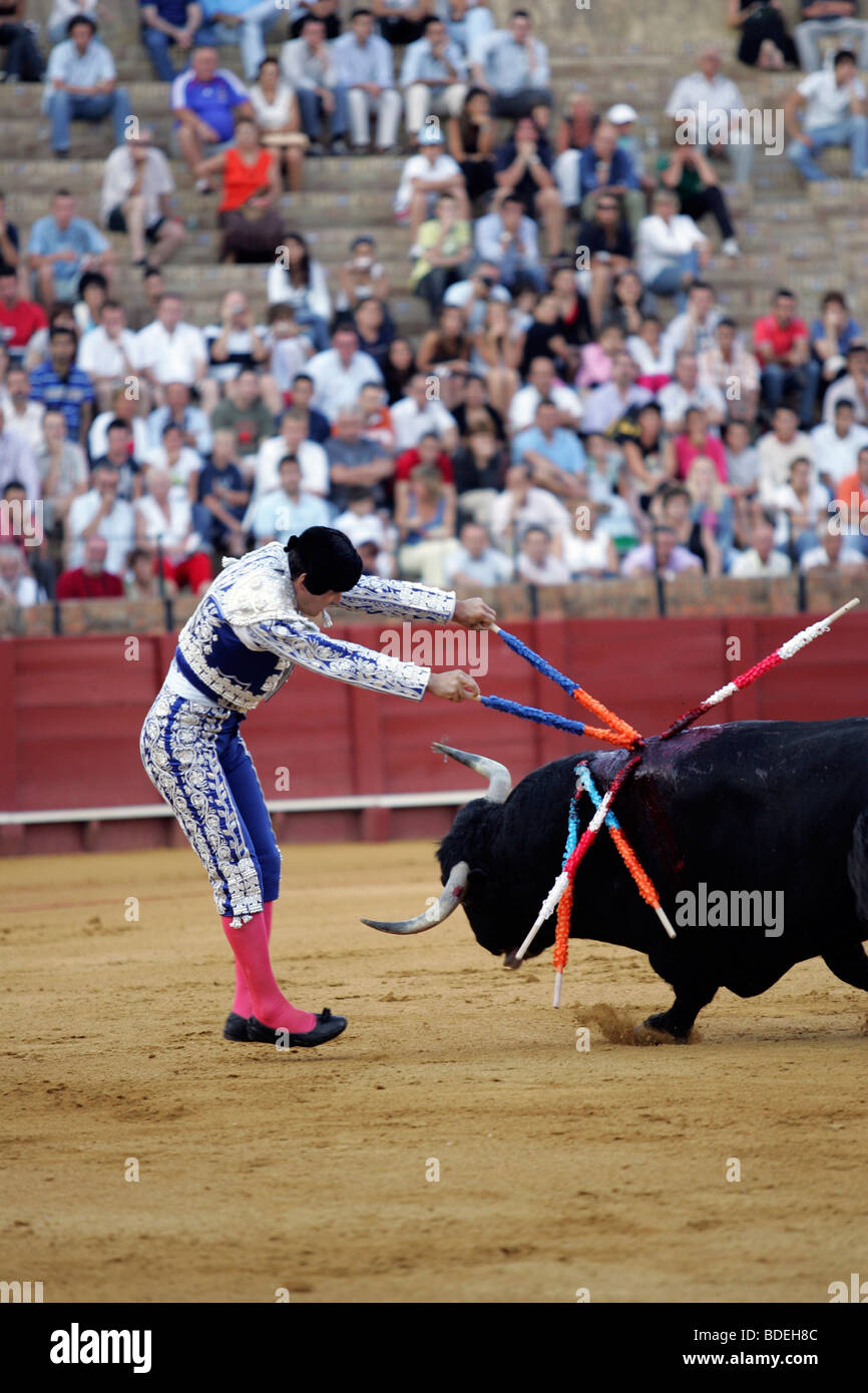 Banderillero in action. Bullfight at Real Maestranza bullring, Seville ...