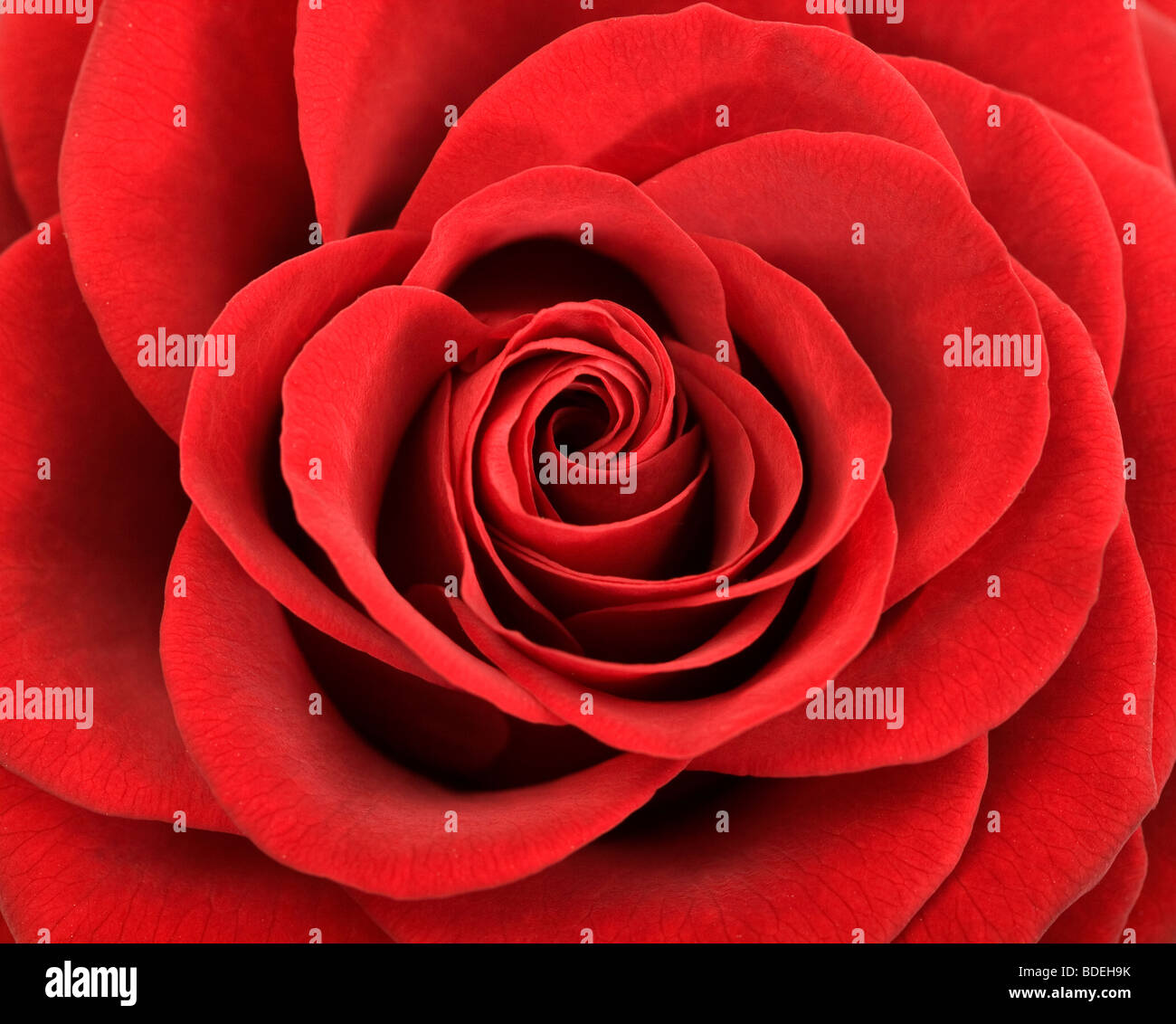 Red Rose Flower Stock Photo - Alamy