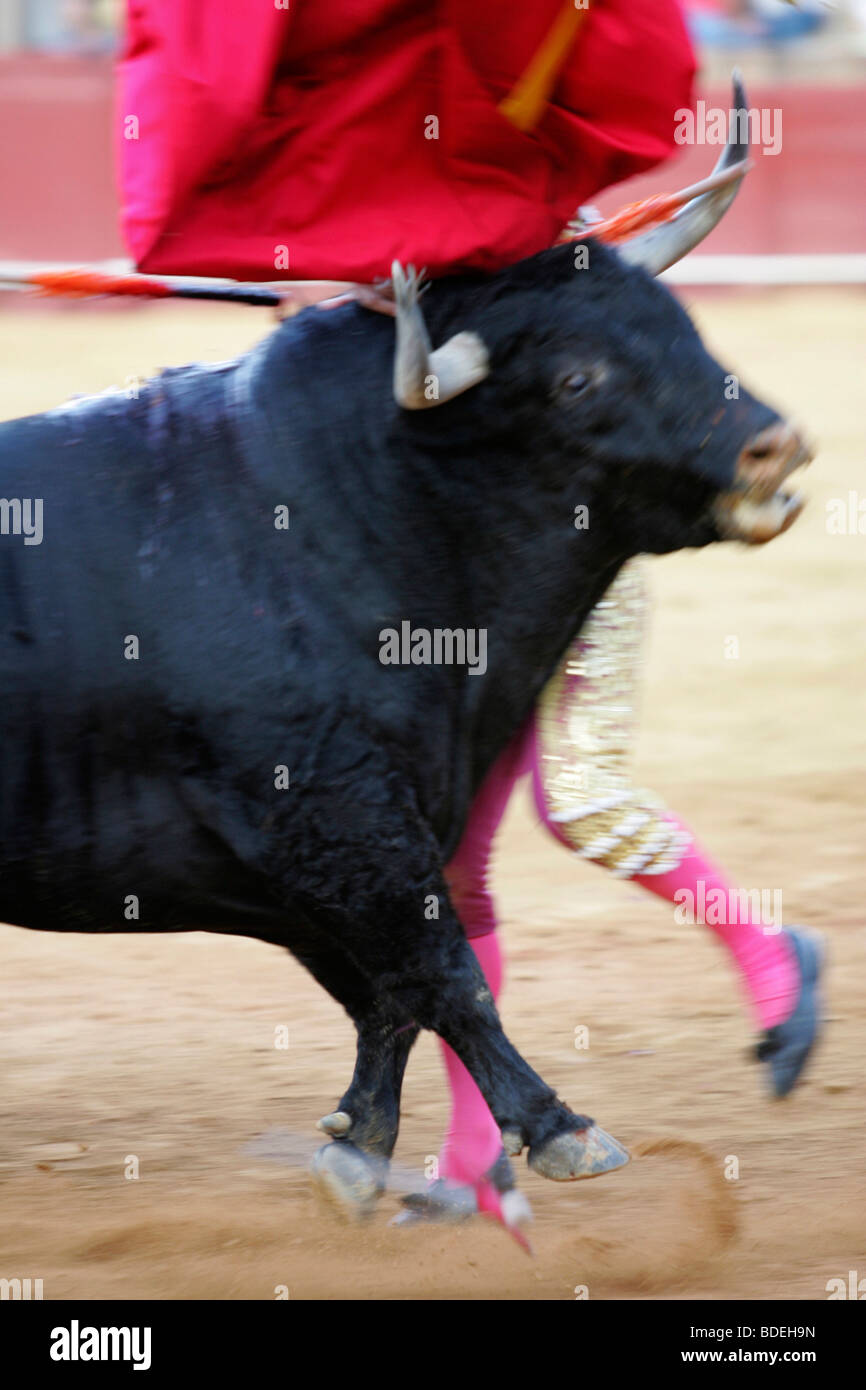 Bull fight down hi-res stock photography and images - Alamy