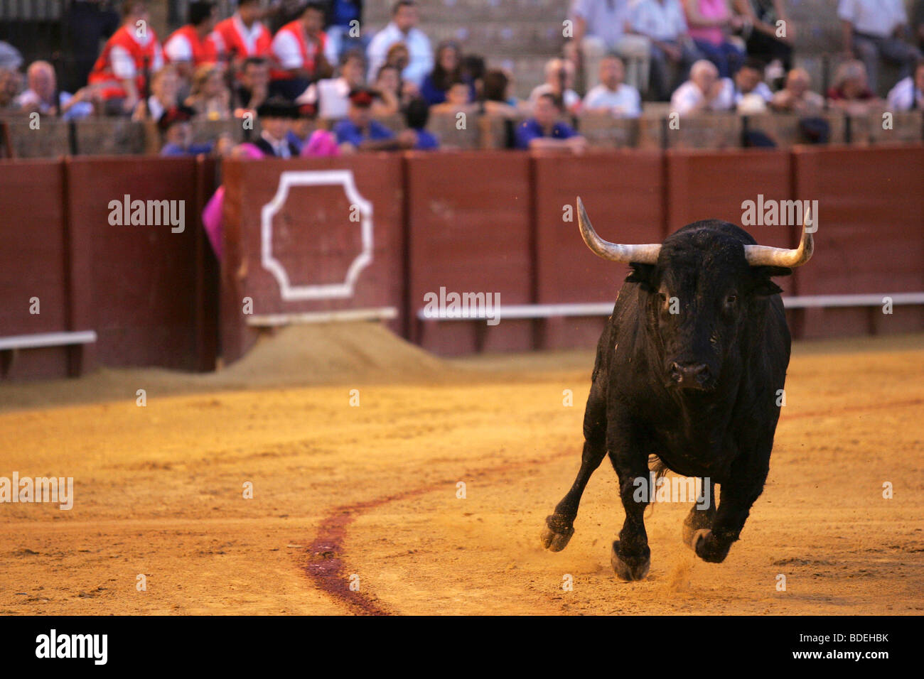Real bull charging hi-res stock photography and images - Alamy