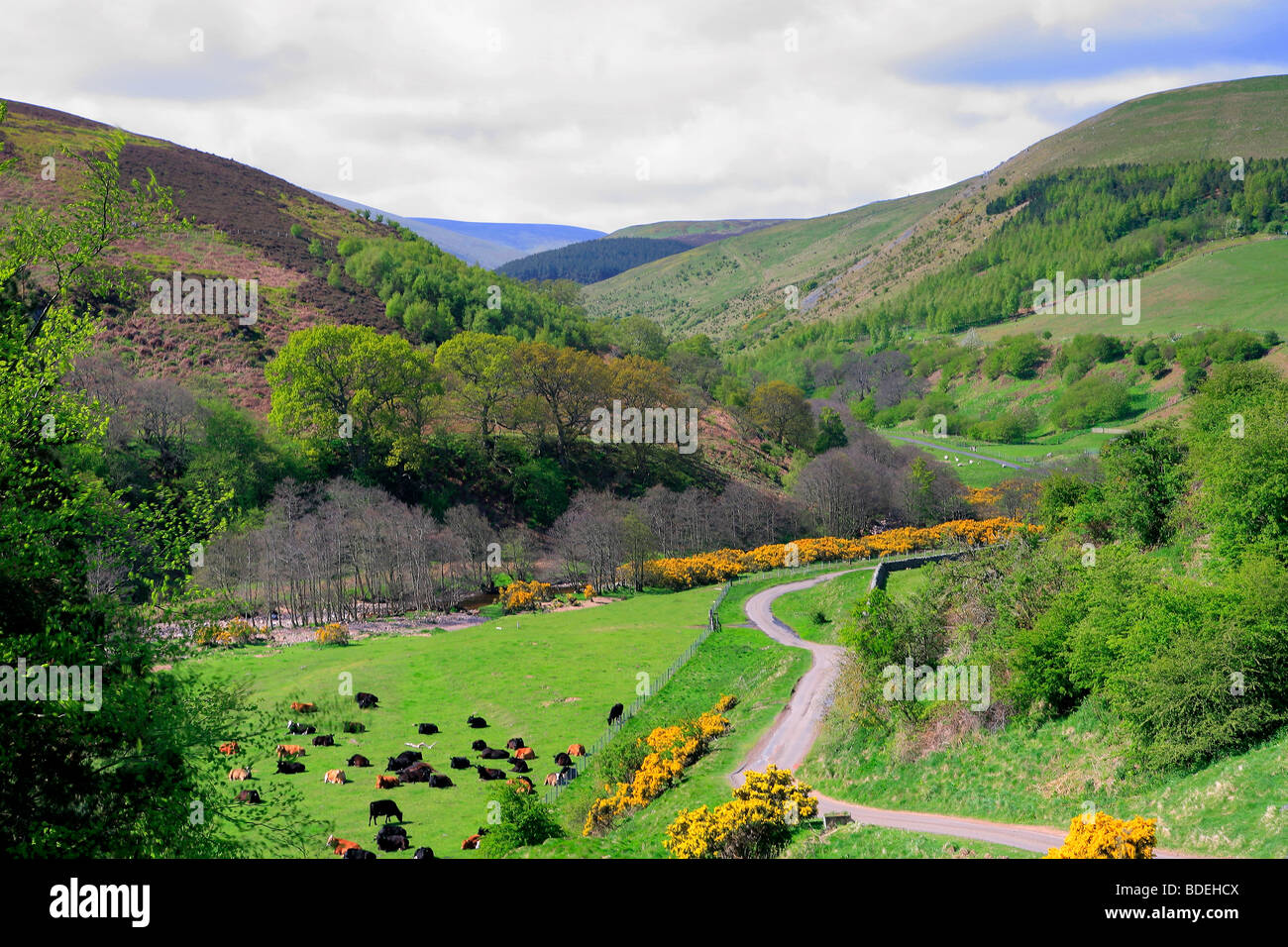 North county cheviot hi-res stock photography and images - Alamy