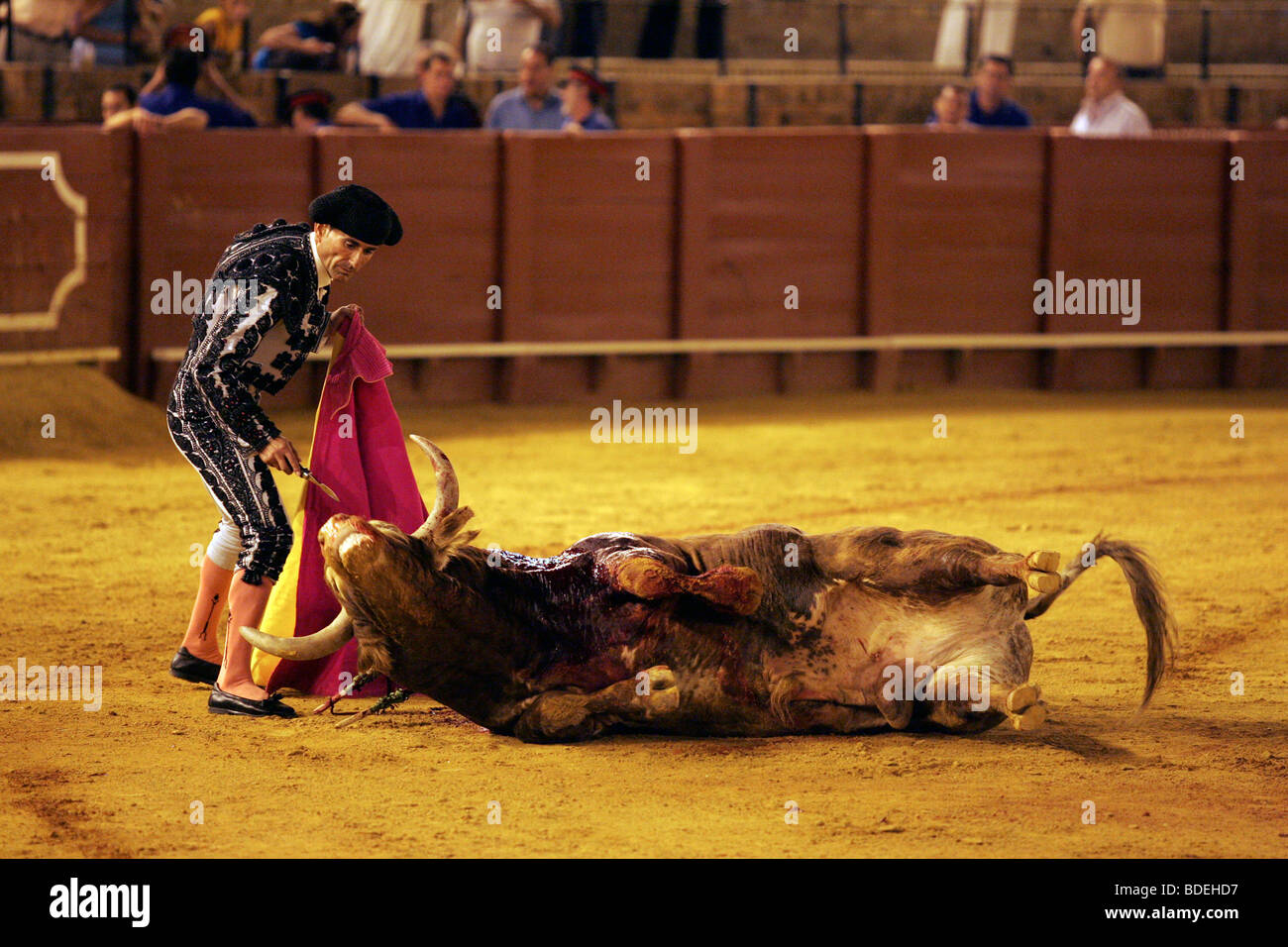 Puntillero killing a bull with the coup of grace. Bullfight at Real ...