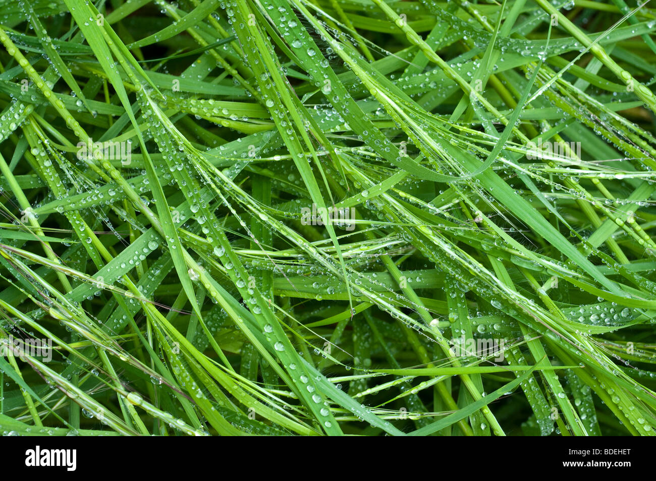 Wet grass - France Stock Photo - Alamy