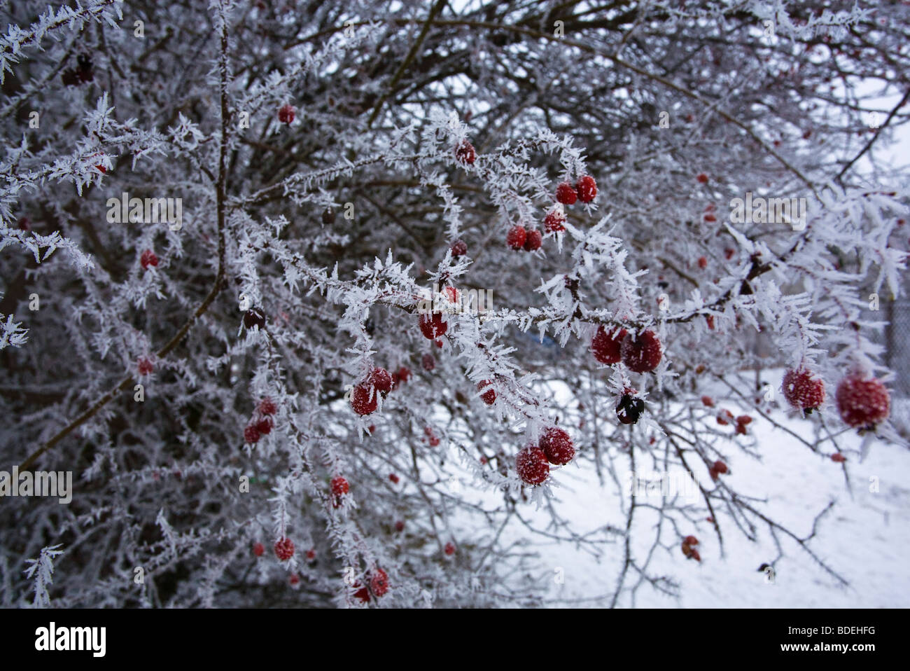 Wintry scene, frozen brier, brier bush under the snow, first snow with ...