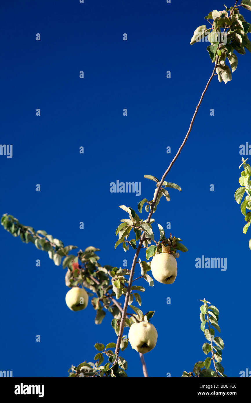 Quince tree, Seville, Spain Stock Photo - Alamy