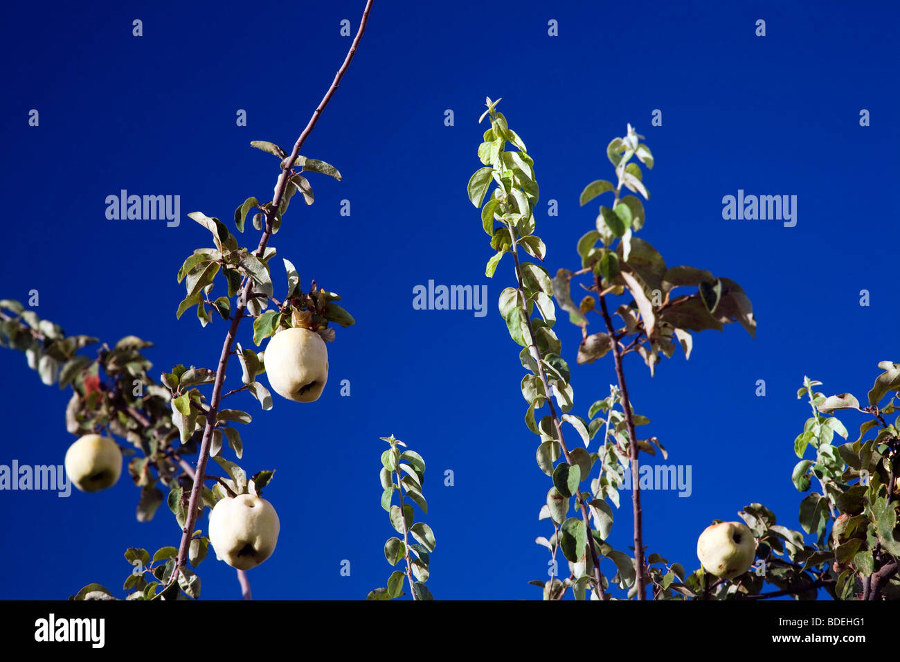 Quince tree, Seville, Spain Stock Photo - Alamy