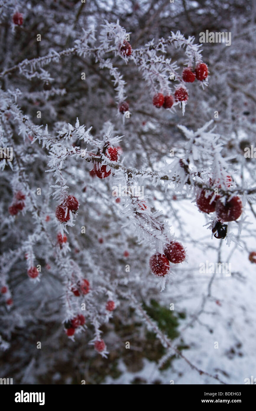 Wintry scene, frozen brier, brier bush under the snow, first snow with ...