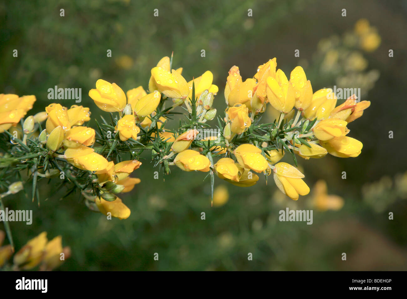 Ulex europaeus bud hi-res stock photography and images - Alamy