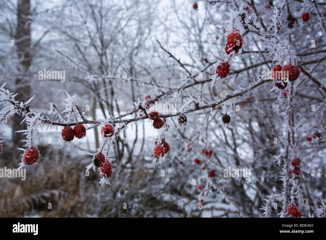 Wintry scene, frozen brier, brier bush under the snow, first snow with ...
