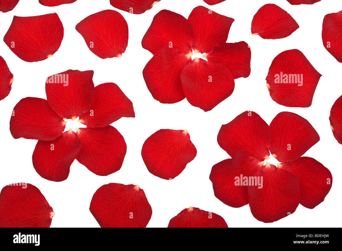 Red Rose Petals Stock Photo - Alamy