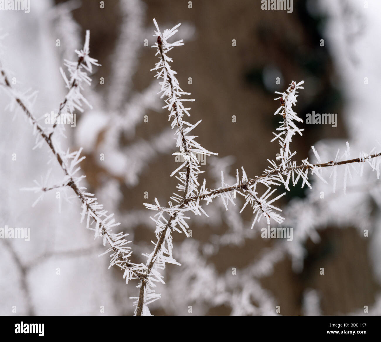 Winter scene, close up of first snow with frost covering trees Stock ...