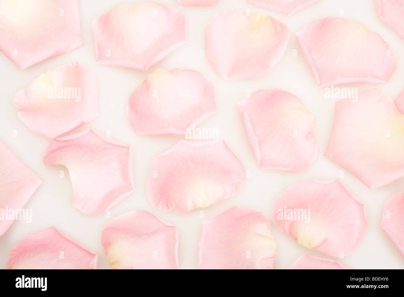 Pink Rose Petals Stock Photo - Alamy