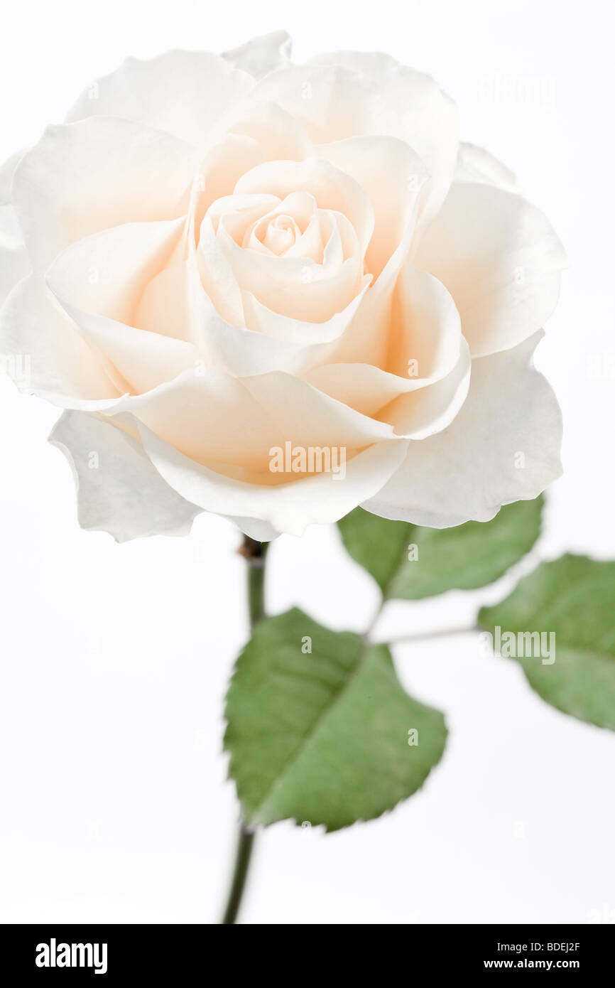Cream Rose on White Background Stock Photo - Alamy