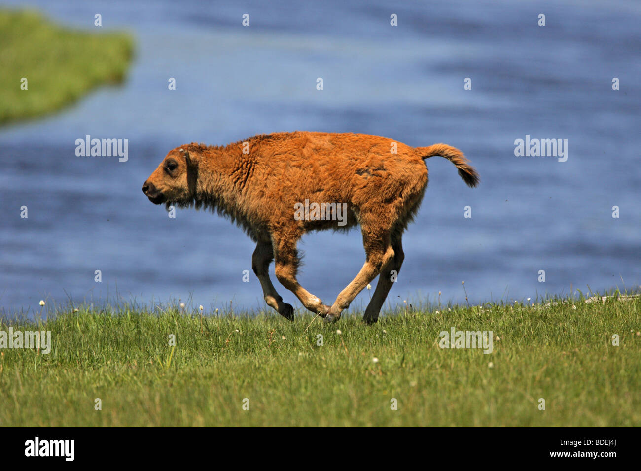 Bison buffalo hi-res stock photography and images - Alamy