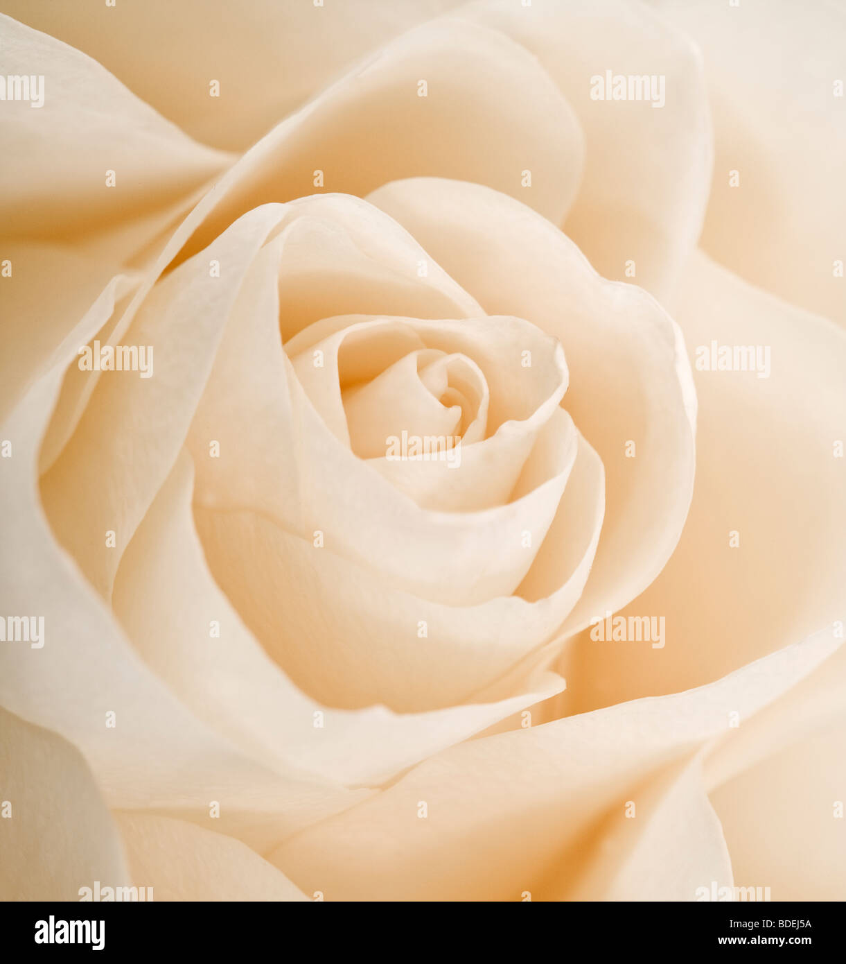 Rosa cream rose hi-res stock photography and images - Alamy