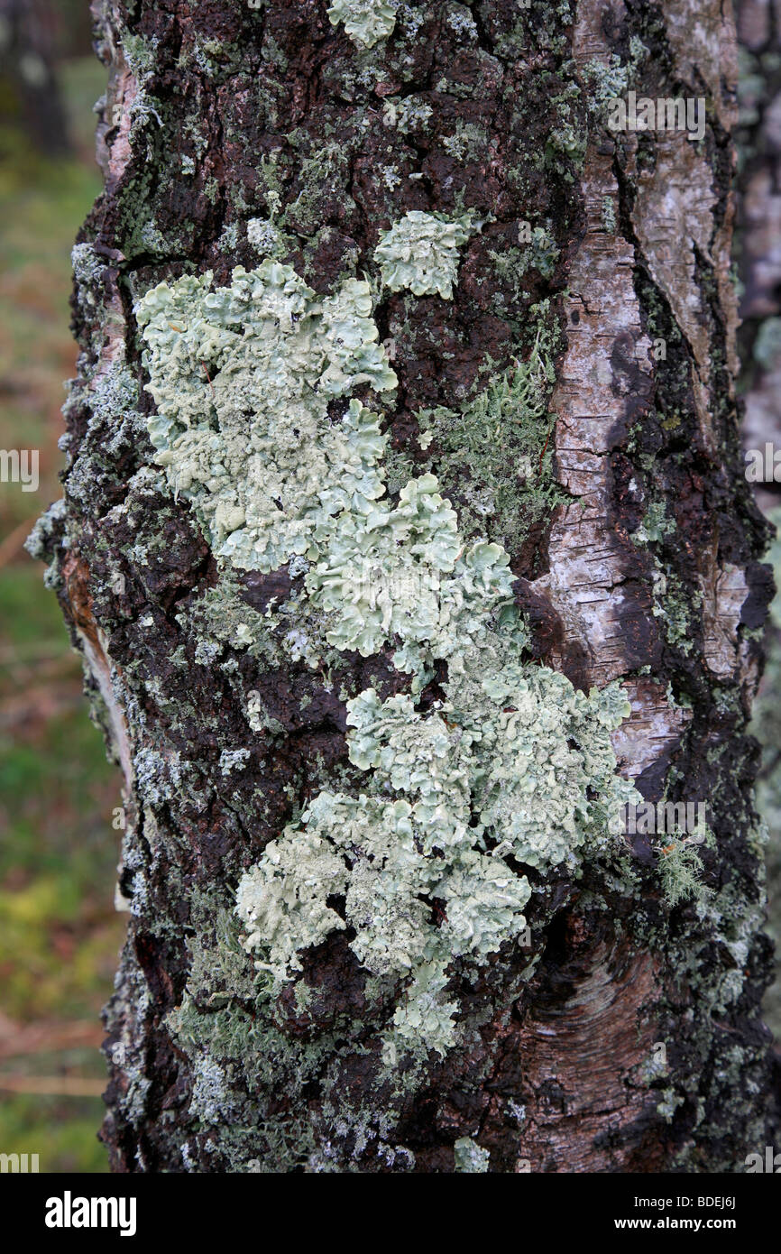 Lichen Moss Growing on a Silver Birch Tree Stock Photo - Alamy