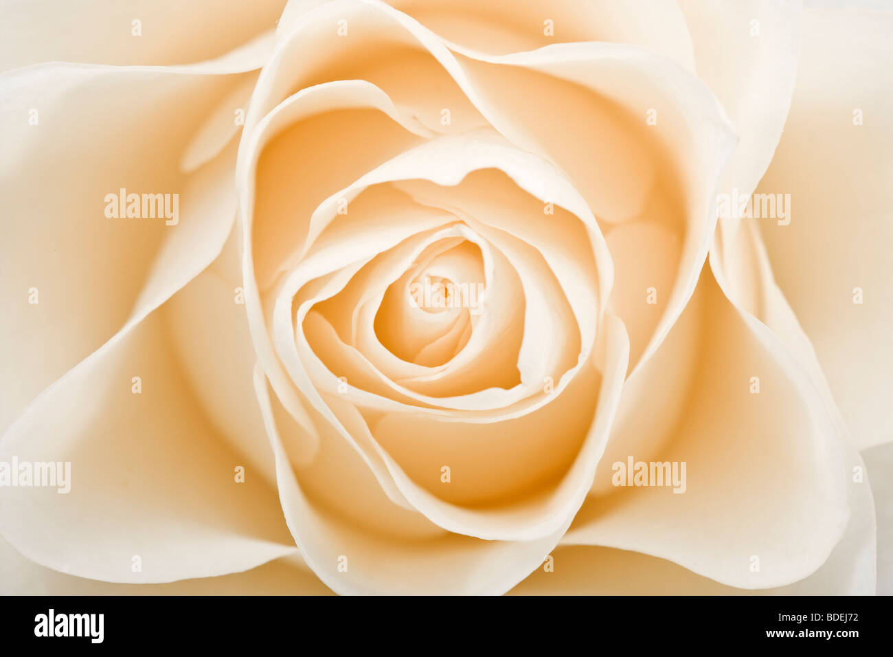 Rosa cream rose hi-res stock photography and images - Alamy