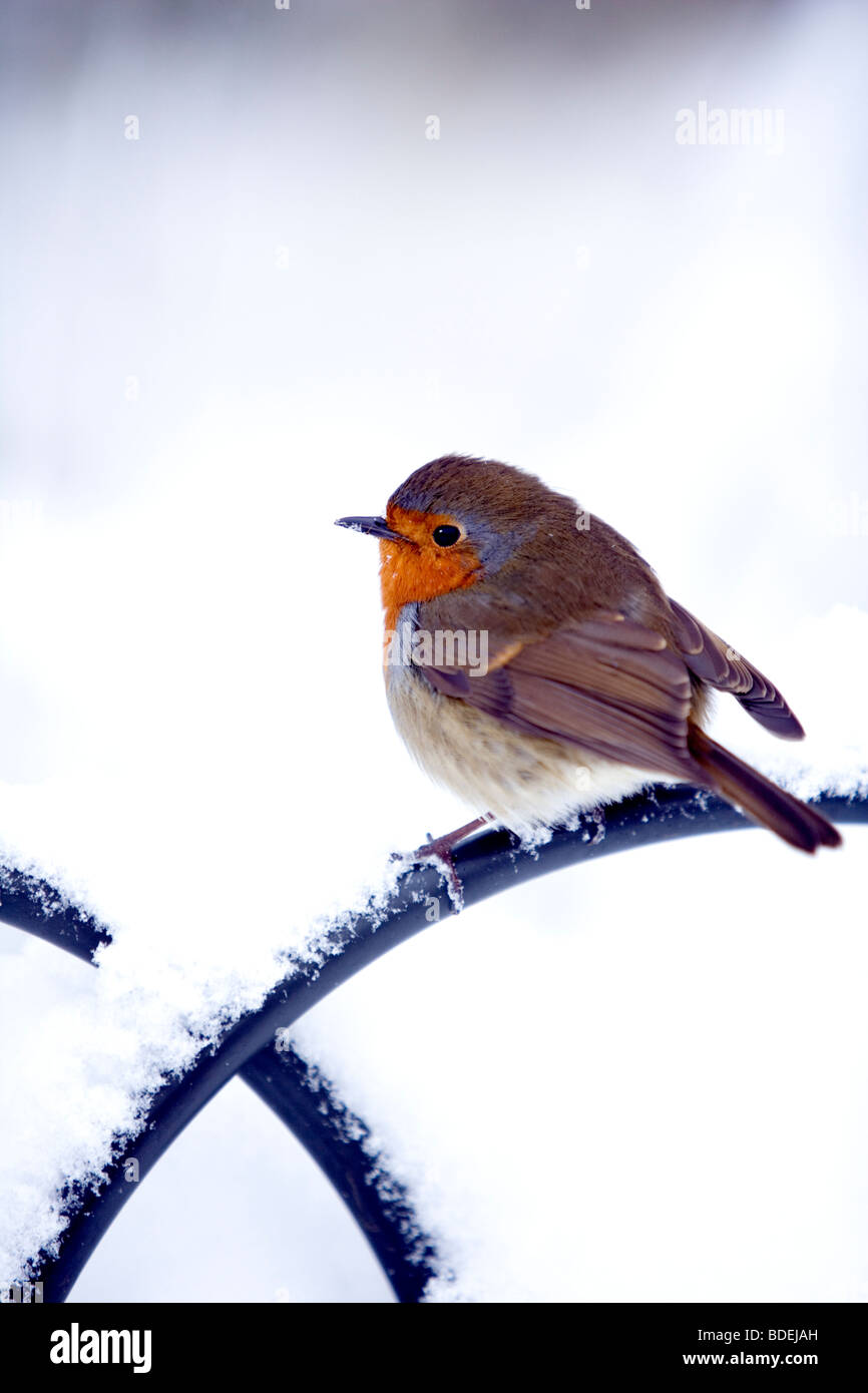 Robin winter scene hi-res stock photography and images - Alamy