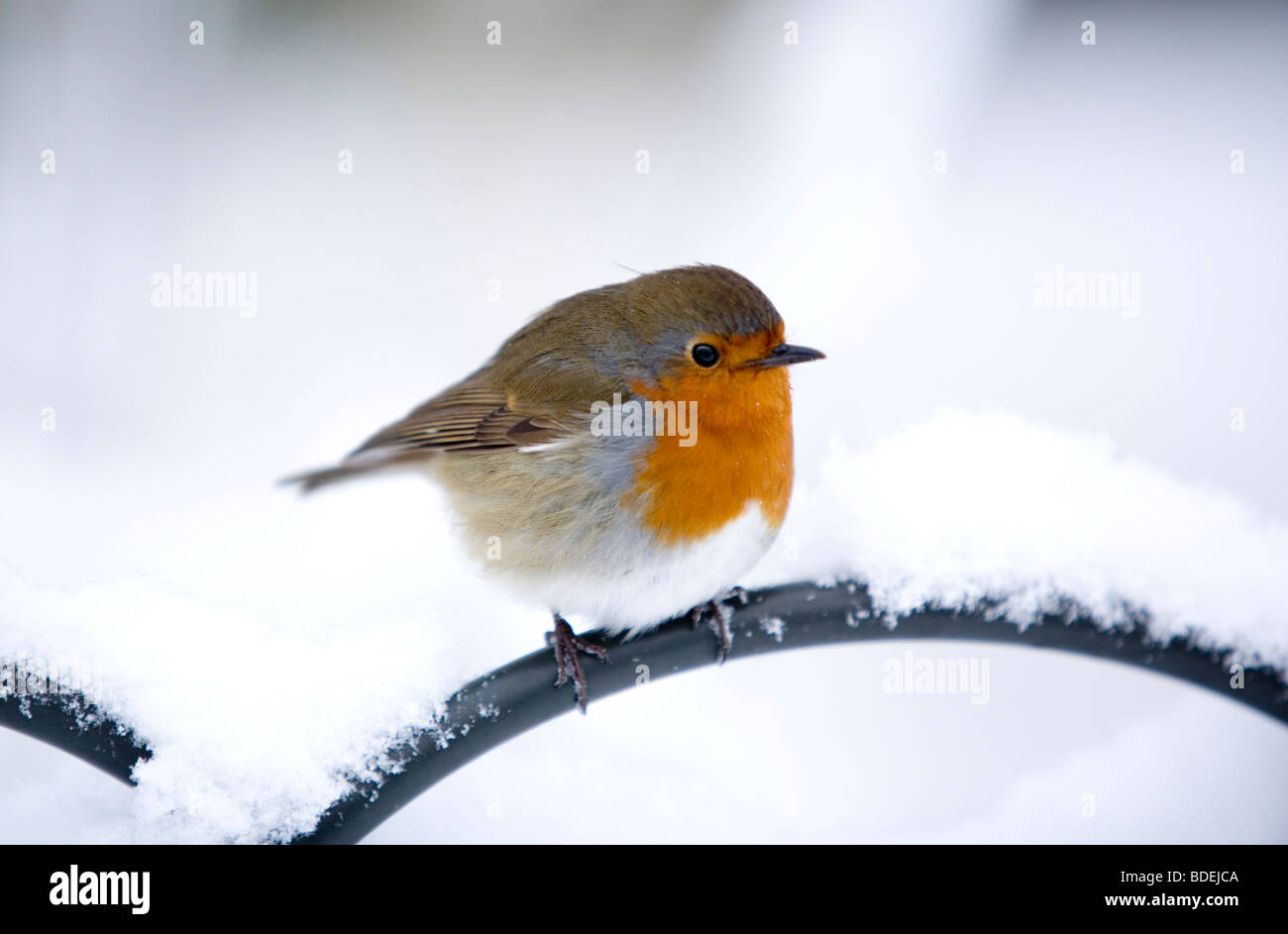 Robin winter scene hi-res stock photography and images - Alamy