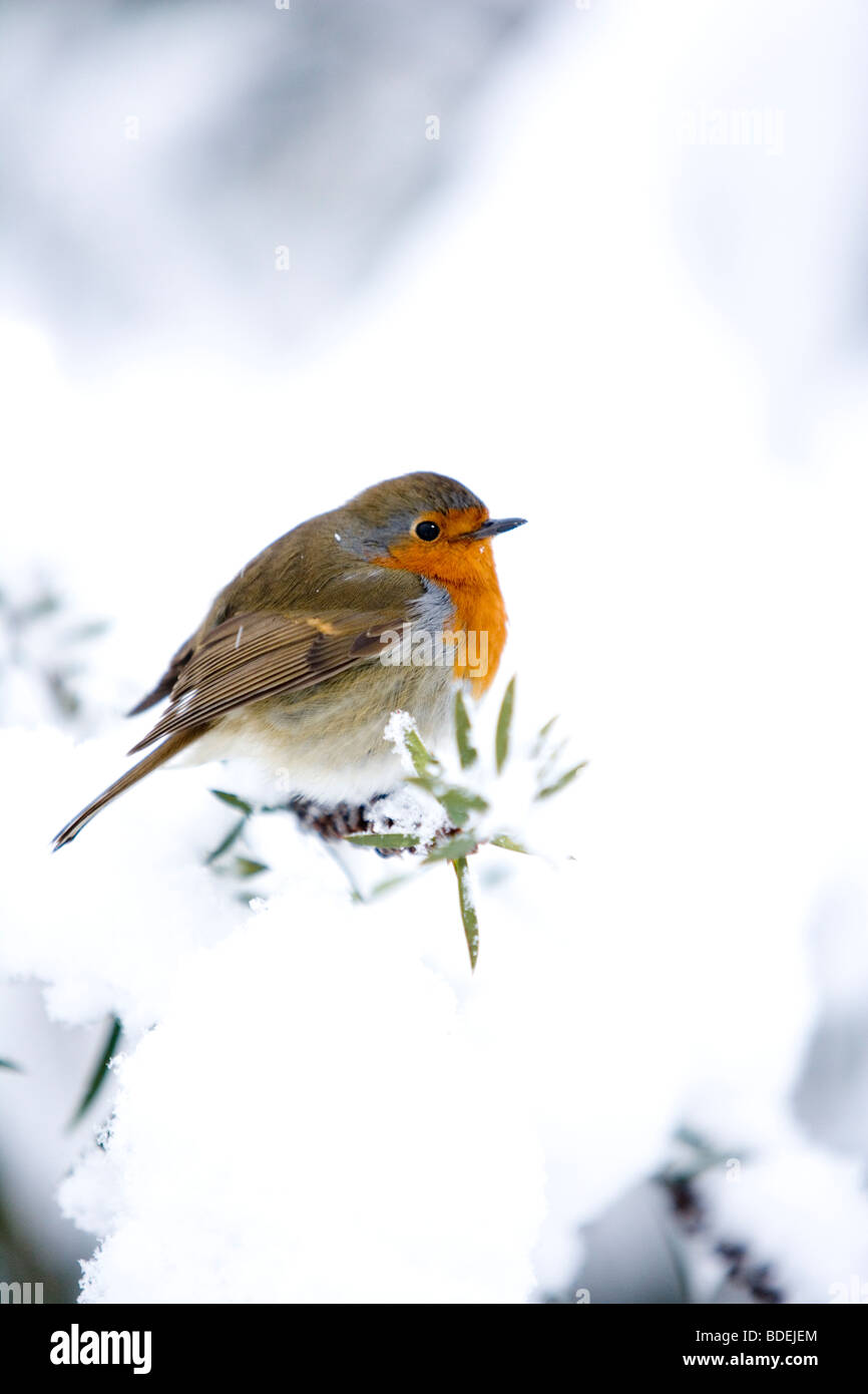 Robin winter scene hi-res stock photography and images - Alamy