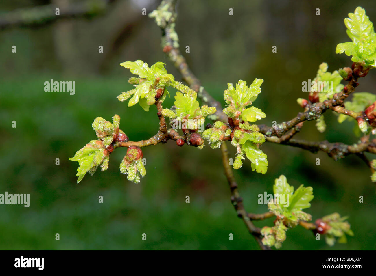 English oak quercus robur buds hi-res stock photography and images - Alamy