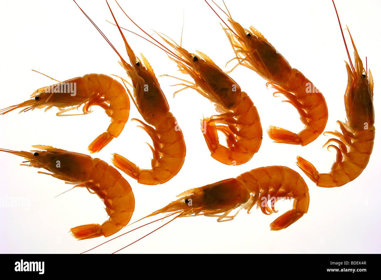 Crustaceans transparent ocean shrimp hi-res stock photography and ...