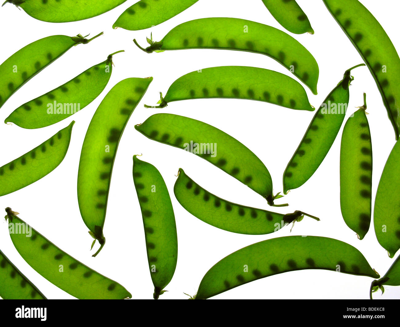 Pea pod interior hi-res stock photography and images - Alamy