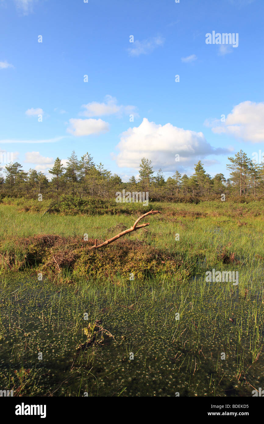 swamp Estonia, Baltic State, Eastern Europe. Photo by Willy Matheisl ...