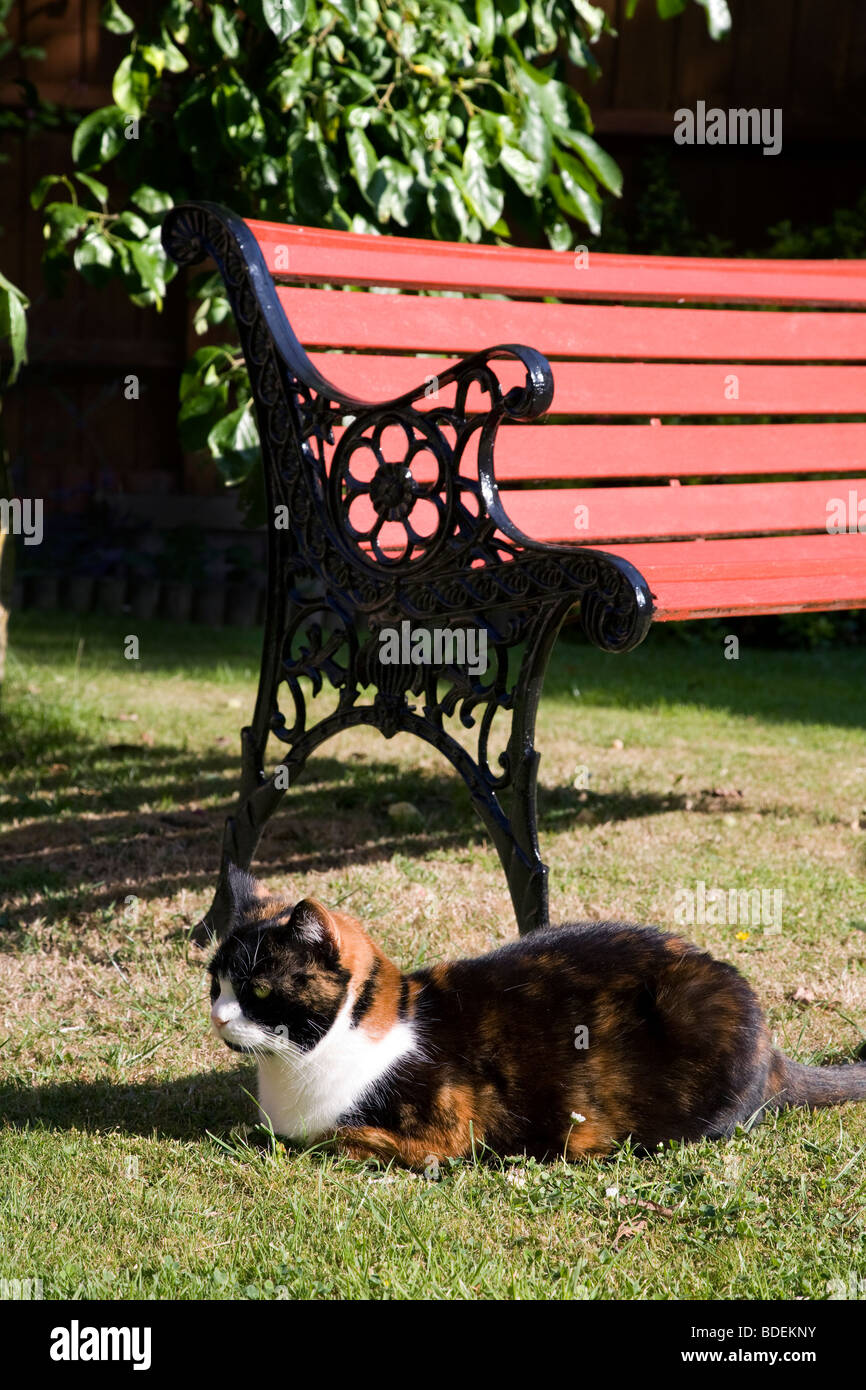 a tortoise shell cat laying on the lawn by a wooden and metal garden ...