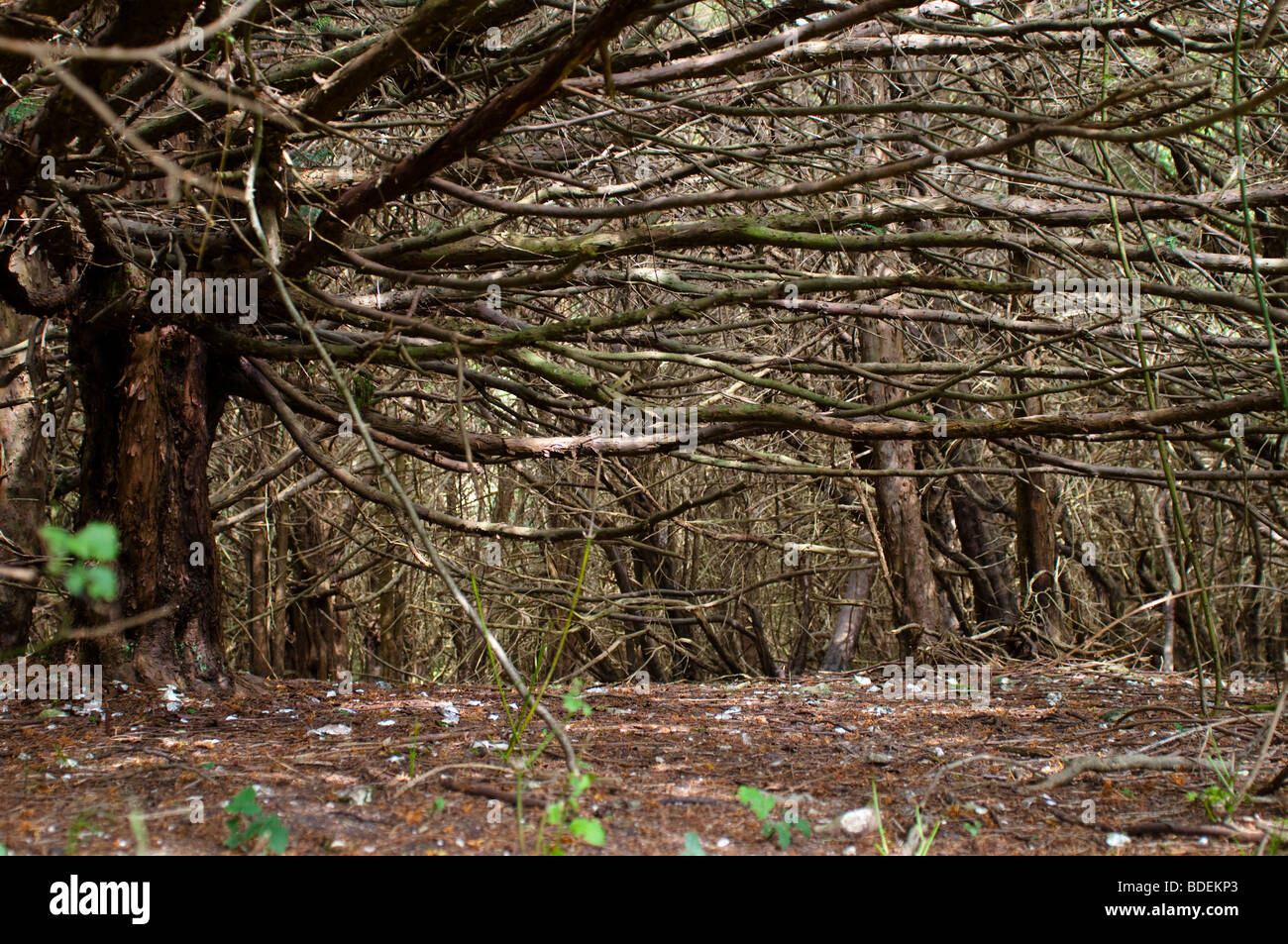 Kingley Vale Ancient Yew Tree Forest, West Sussex, UK Stock Photo - Alamy