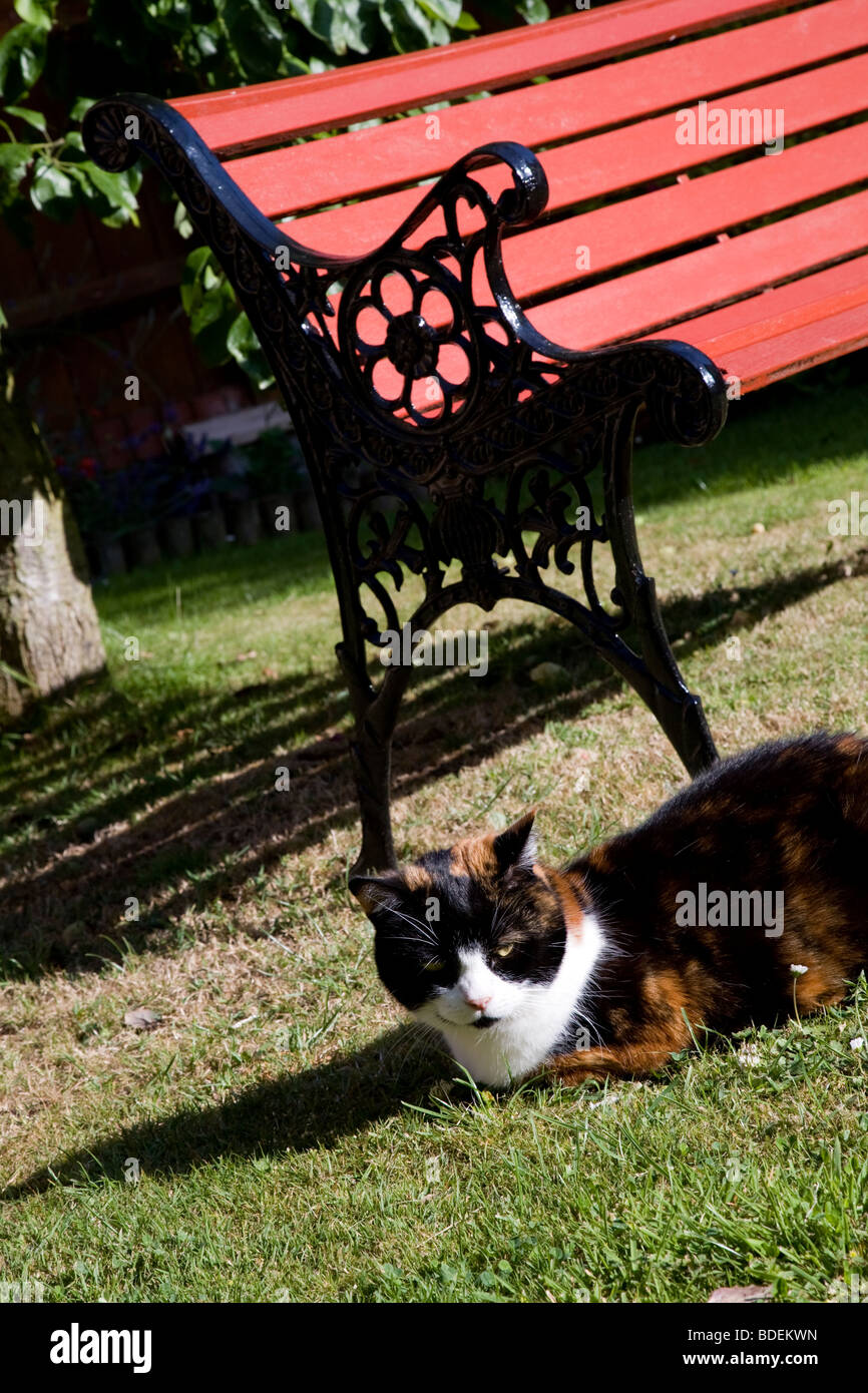 a tortoise shell cat laying on the lawn by a wooden and metal garden ...