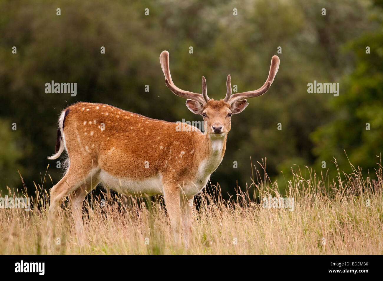 Stag scotland hi-res stock photography and images - Alamy