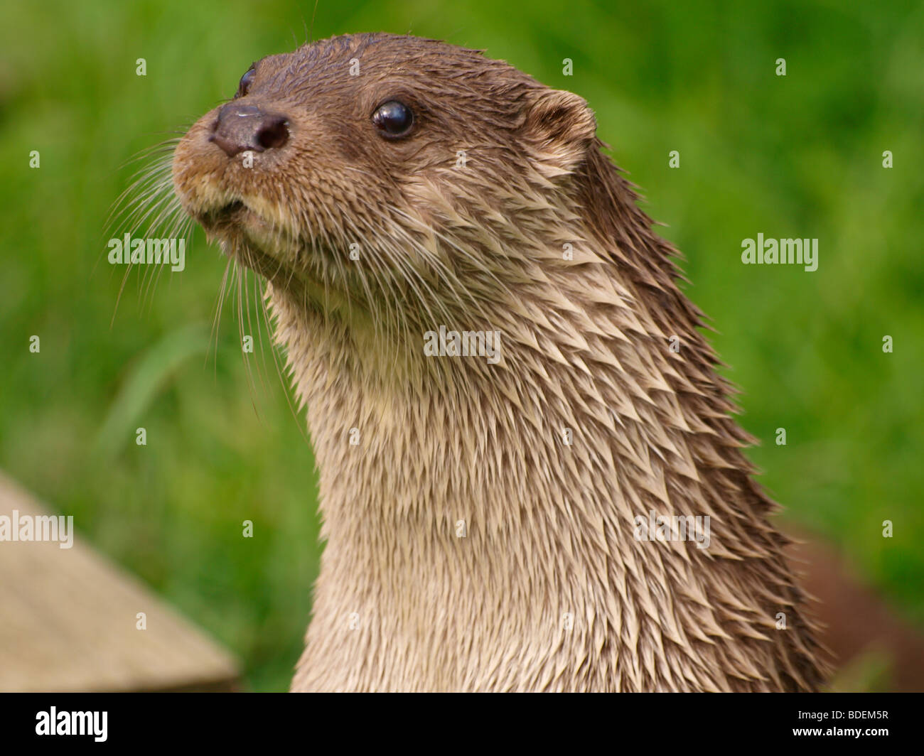 British Otter, Lutra lutra Stock Photo - Alamy