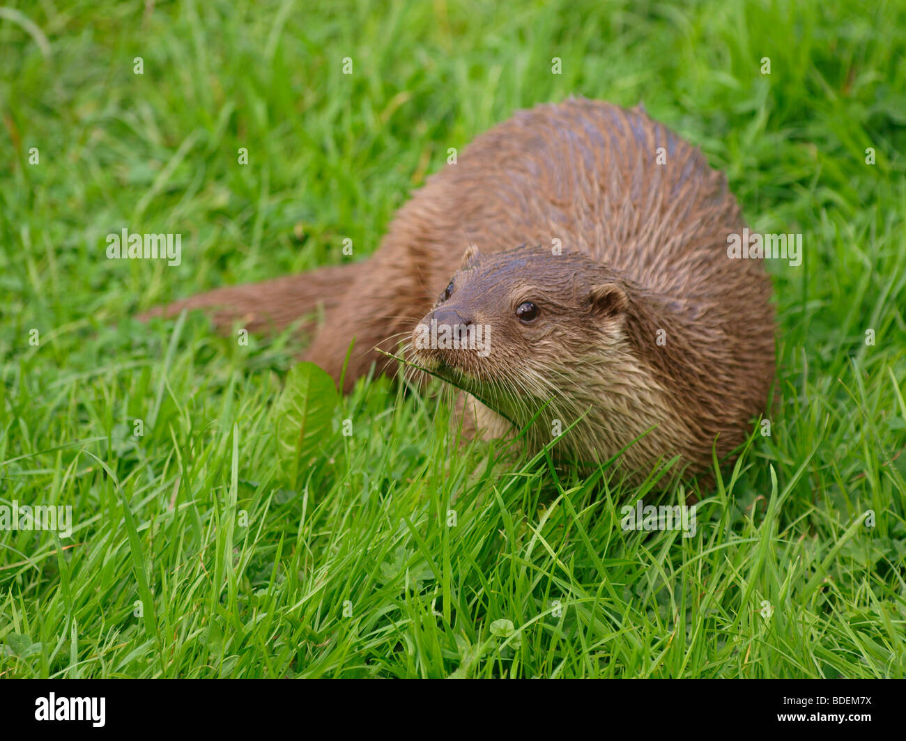 British Otter, Lutra lutra Stock Photo - Alamy
