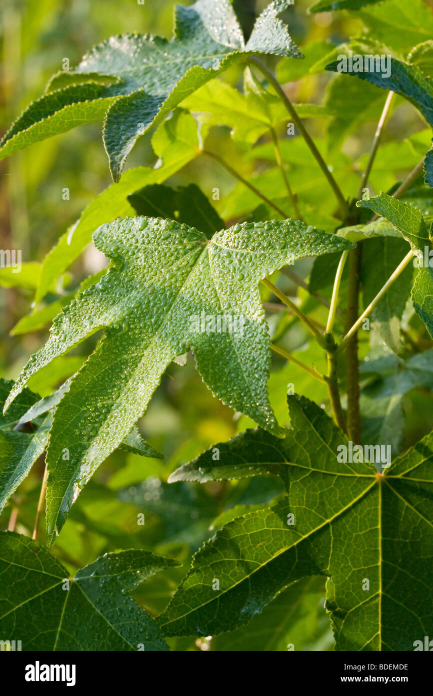 Sweet Gum leaves (Liquidambar Stock Photo - Alamy