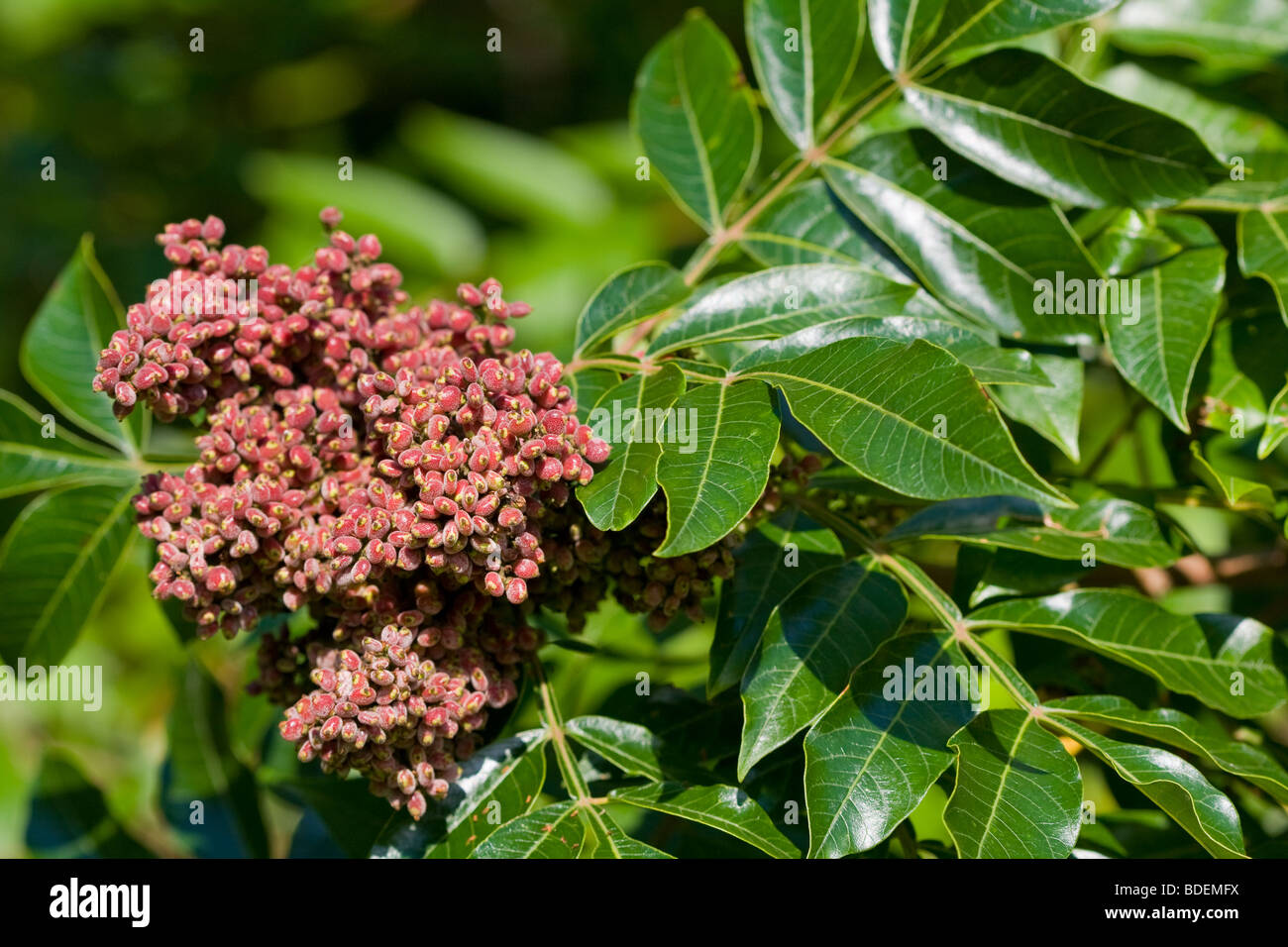 Winged Sumac (Rhus copallinum L.) with fruit Stock Photo - Alamy