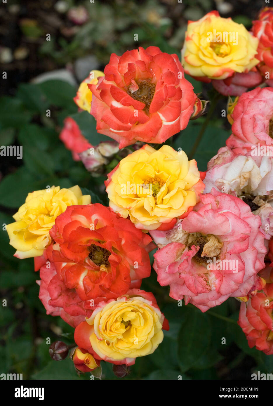 Poland roses hi-res stock photography and images - Alamy