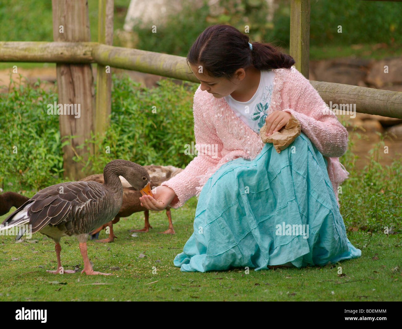 Girl feeding goose hi-res stock photography and images - Alamy