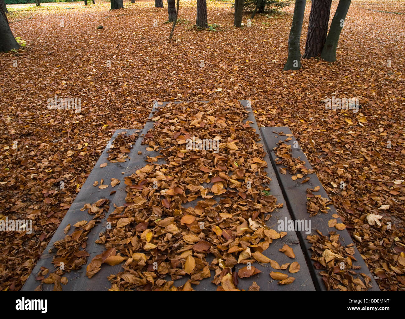 Park at fall Stock Photo - Alamy