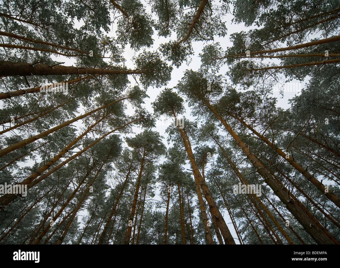 Trees up high hi-res stock photography and images - Alamy