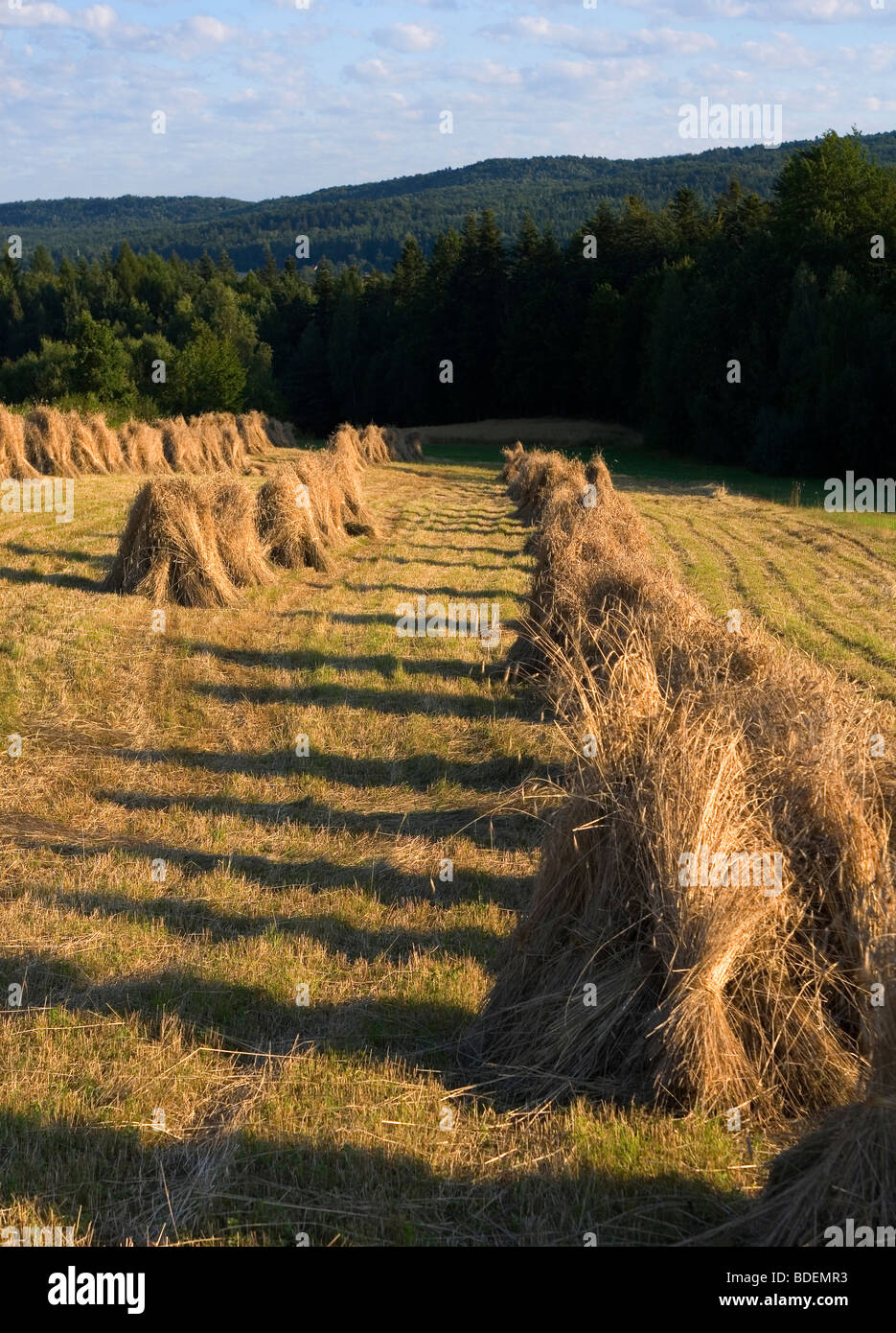 Field, wheat, sheats Stock Photo - Alamy